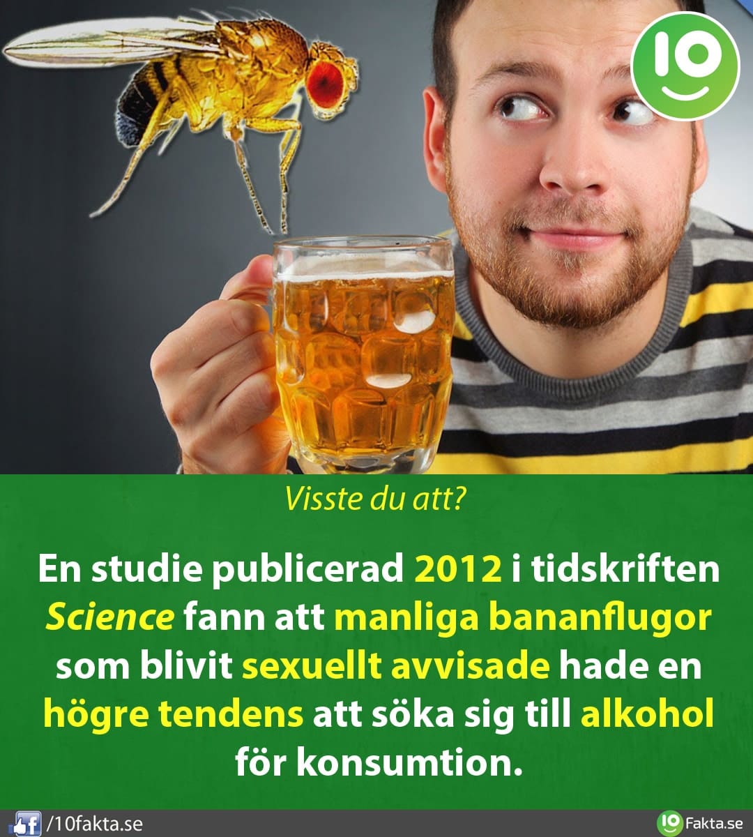 Stickande Fakta 10 Saker Du Inte Visste Om Getingar